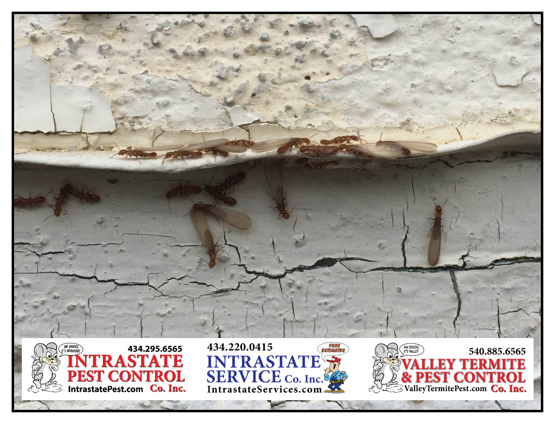 When Do Termites Swarm The 4 Things You Need To Know