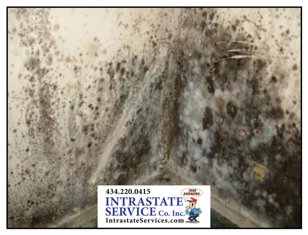 Mold Thrives In Hot, Humid Weather - Intrastate Services