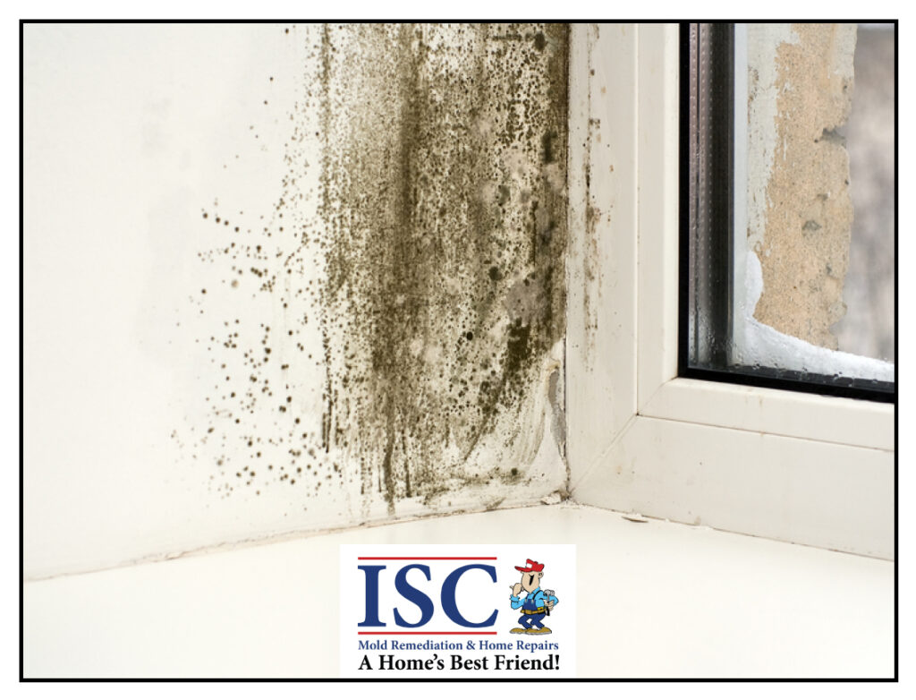 Our ISC Team Can Fix Your Mold Problems - Intrastate Services