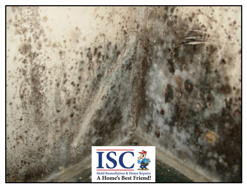 Stop Mold Growth In Your Home With The Help Of ISC - Intrastate Services