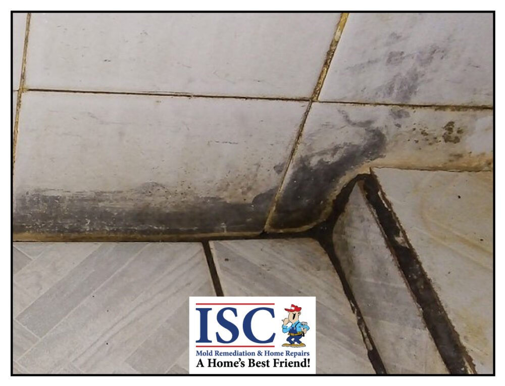 Our ISC Team Provides Solutions For Your Mold Problems - Intrastate ...